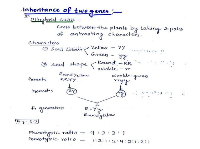 Principles of inheritance and variation (Class 12) | PPTX