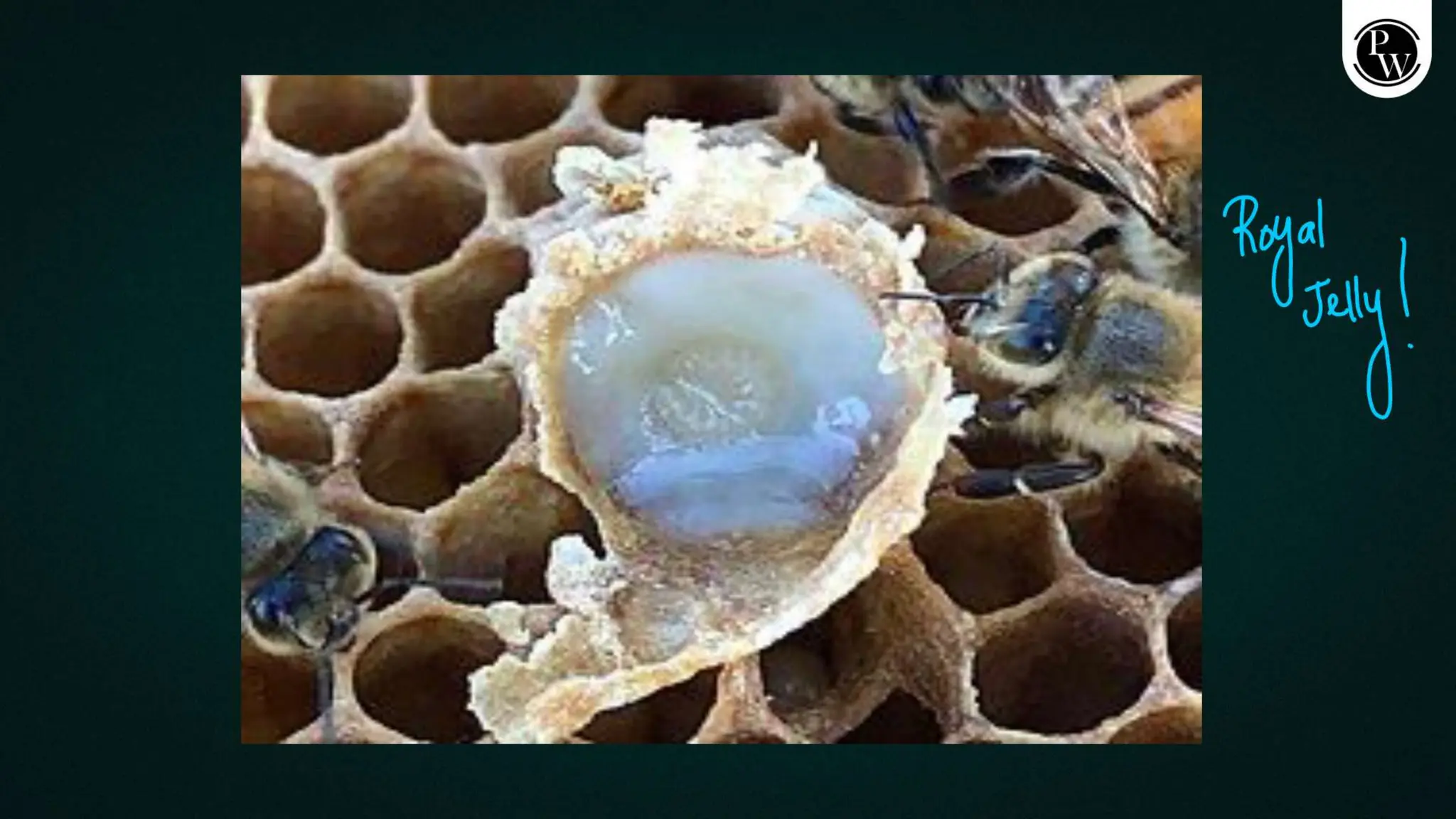 Principles Of Inheritance and Variation 07 Class Notes.pdf