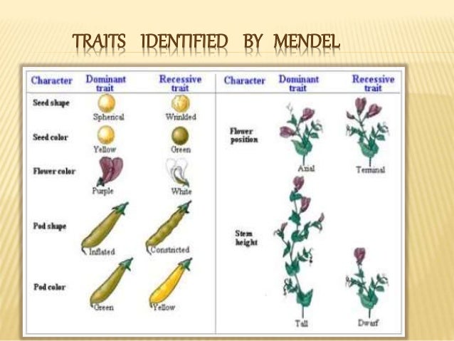 Principles of inheritance and variations presentation part- I | PPT