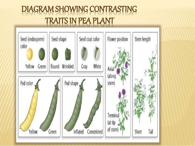 Principles of inheritance and variations presentation part- I | PPT