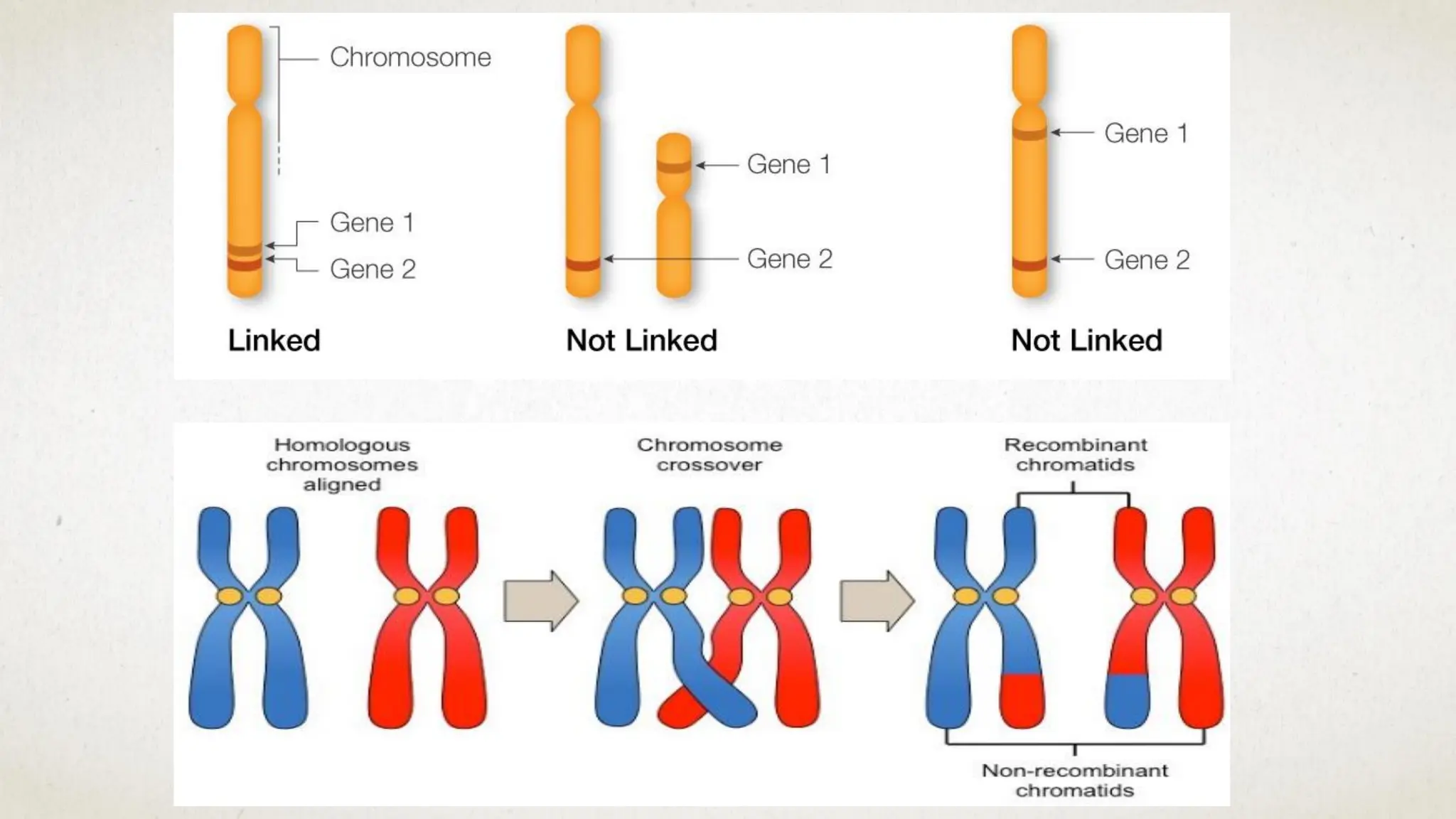 PRINCIPLES OF INHERITANCE Class XII Biology Part I | PDF