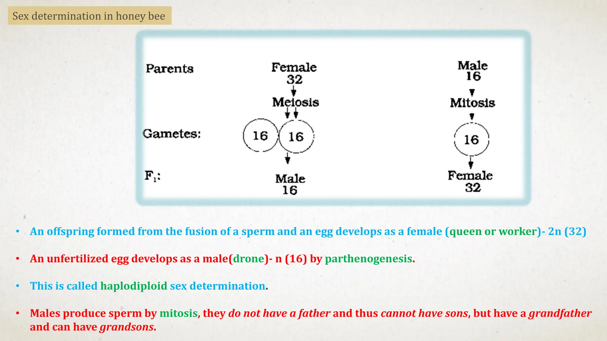 PRINCIPLES OF INHERITANCE Class XII Biology Part I | PDF
