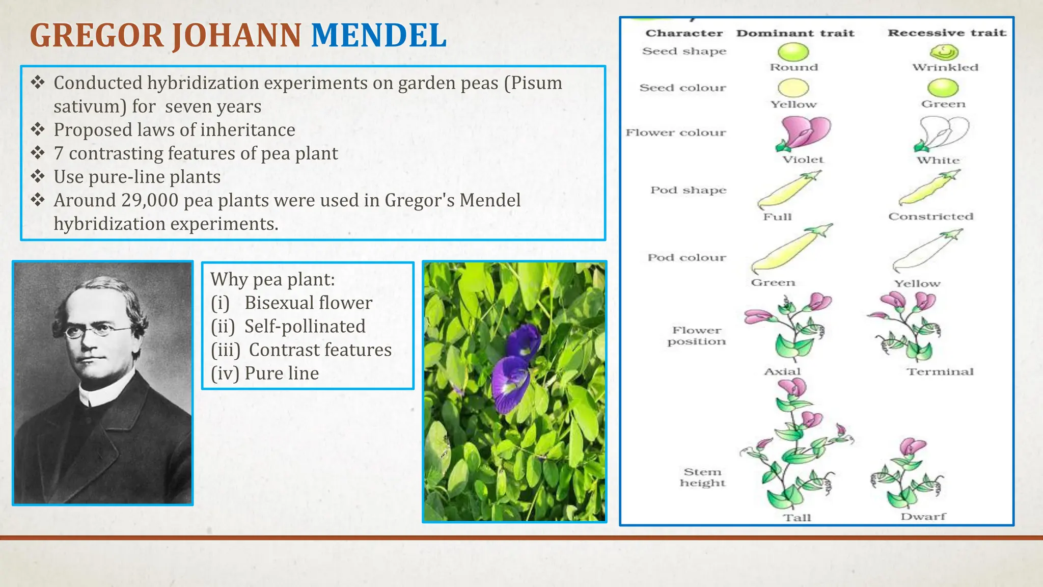 PRINCIPLES OF INHERITANCE Class XII Biology Part I | PDF