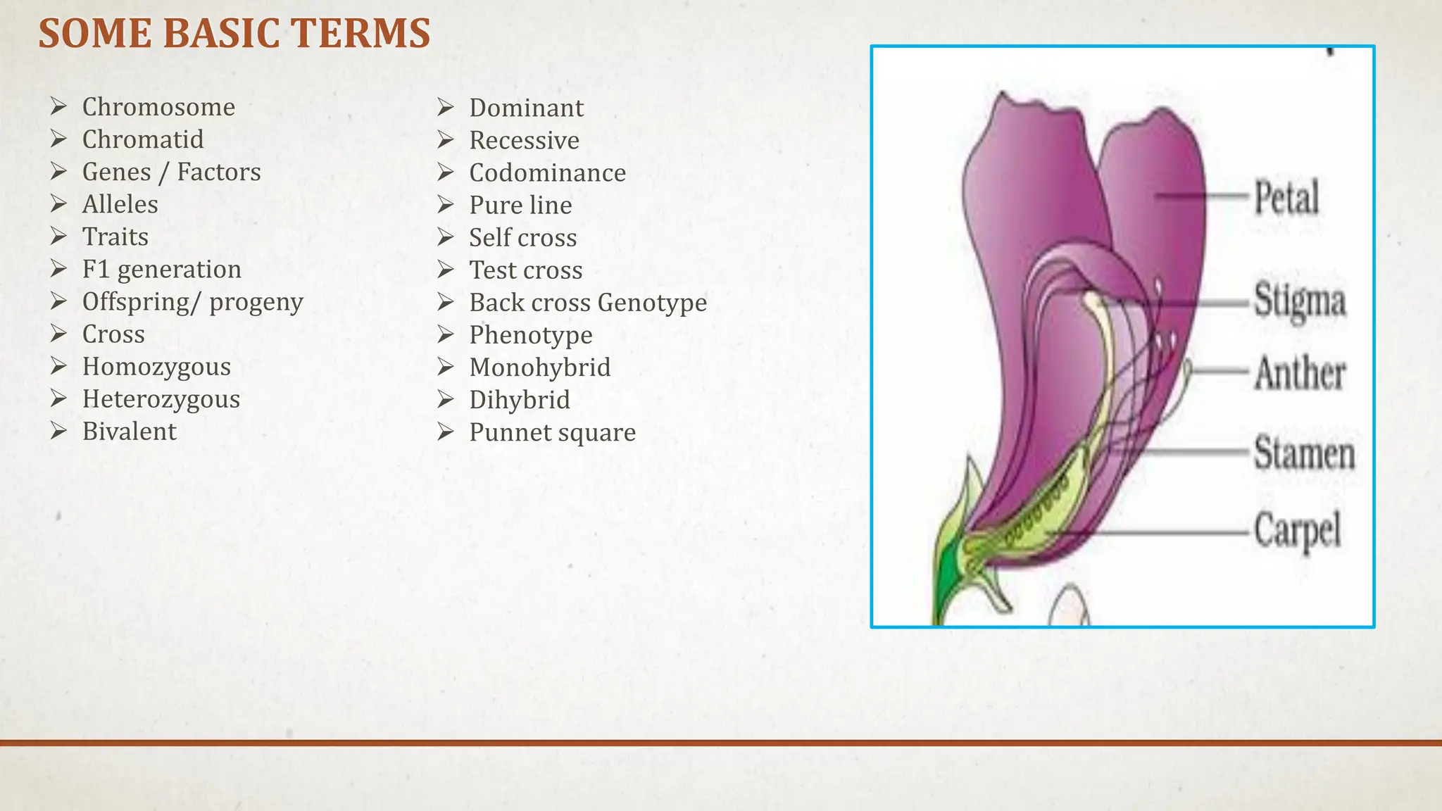 PRINCIPLES OF INHERITANCE Class XII Biology Part I | PDF