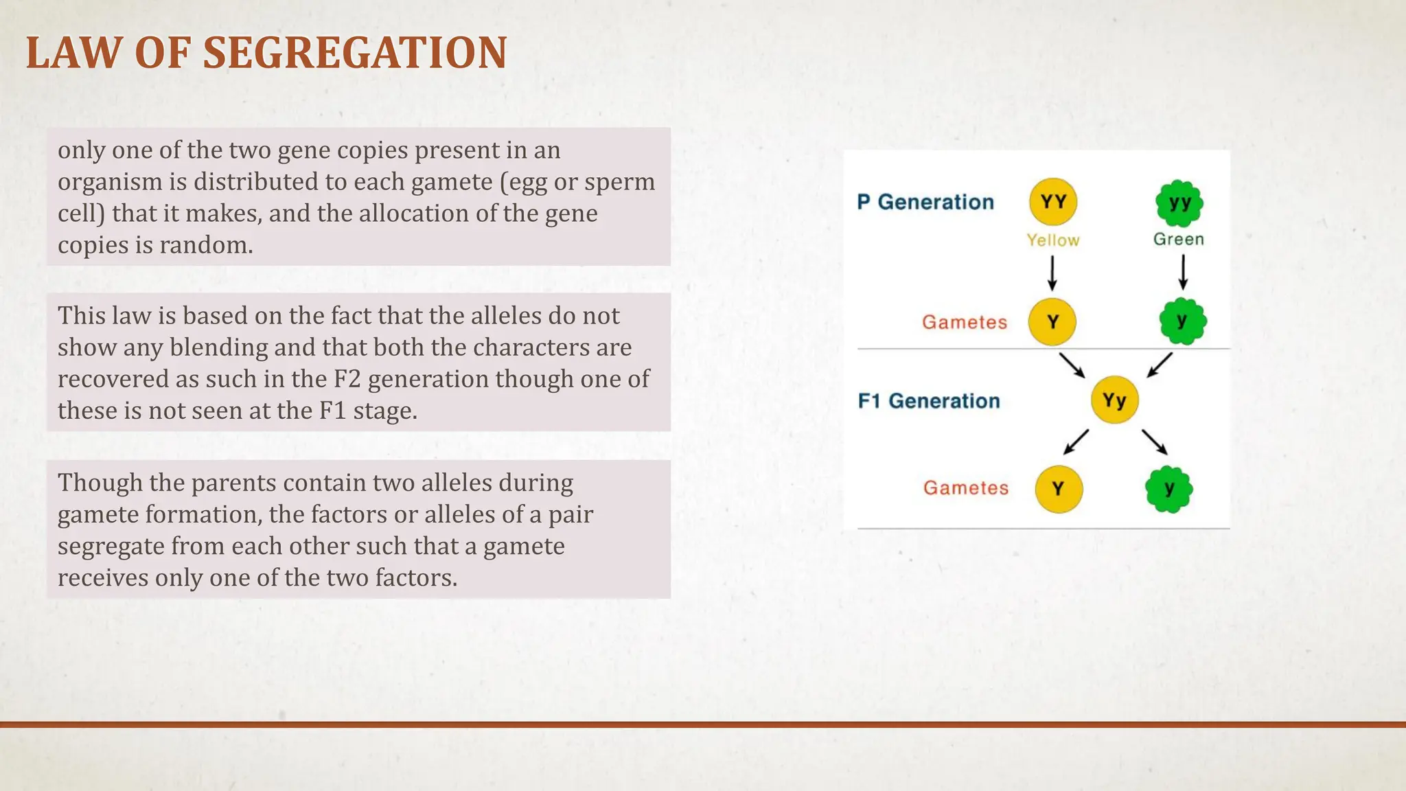 PRINCIPLES OF INHERITANCE Class XII Biology Part I | PDF
