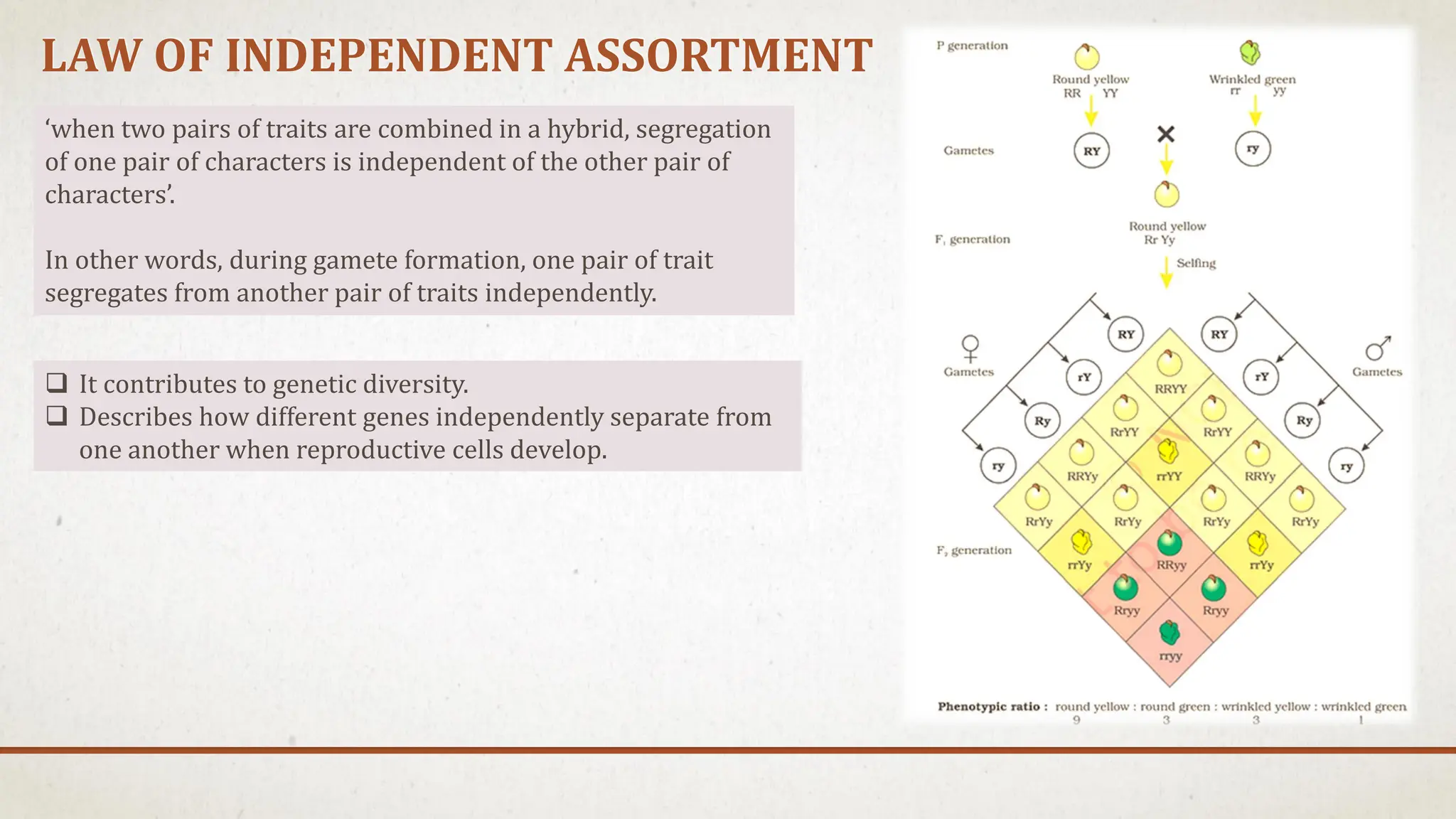 PRINCIPLES OF INHERITANCE Class XII Biology Part I | PDF