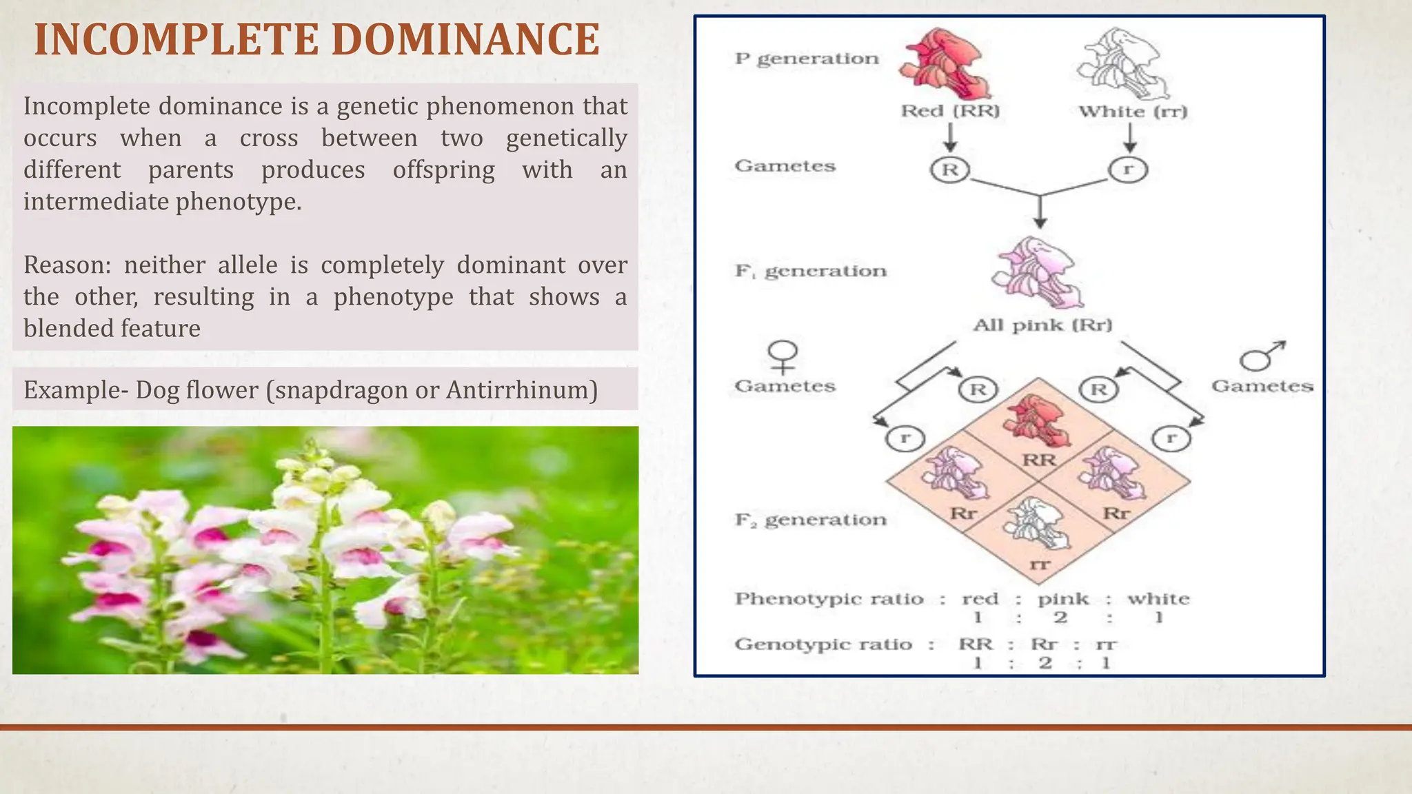 PRINCIPLES OF INHERITANCE Class XII Biology Part I | PDF