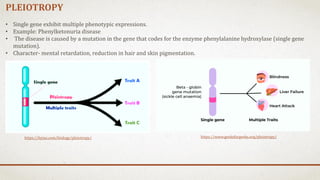 PRINCIPLES OF INHERITANCE Class XII Biology Part I | PDF