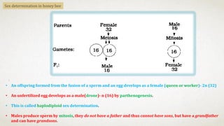 PRINCIPLES OF INHERITANCE Class XII Biology Part I | PDF