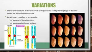 Principles of inheritance & variation I | PPTX