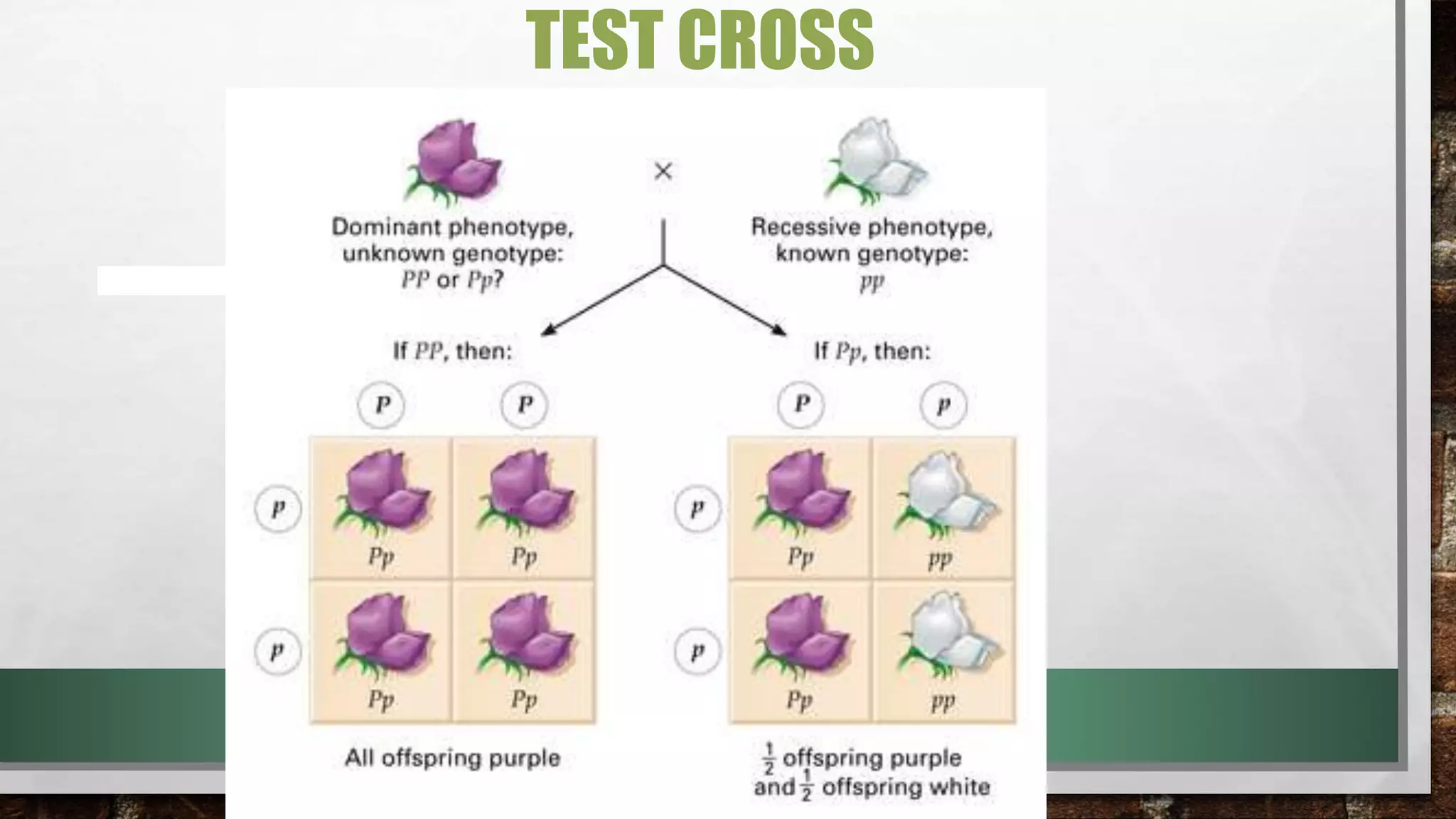 Principles of inheritance & variation II | PPT
