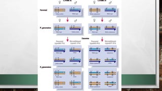 Principles of inheritance & variation III | PPTX | Biological Sciences ...