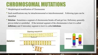 Principles of inheritance & Variation-IV | PPTX | Genetics | Science