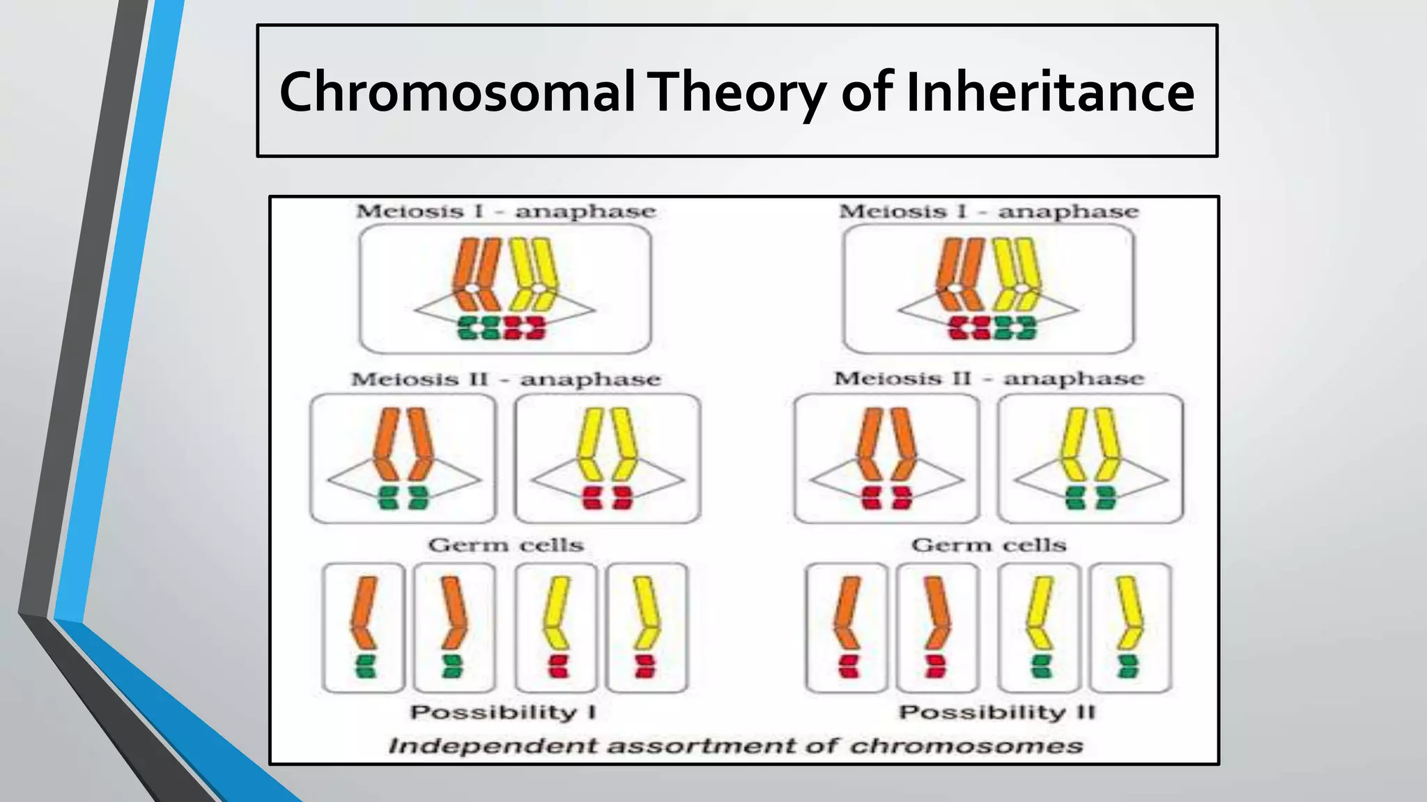 Principles of Inheritance & Variation .pptx | Gardening | Home & Garden