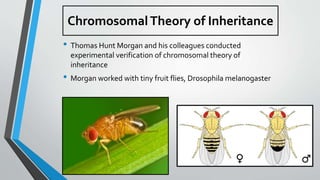 Principles of Inheritance & Variation .pptx