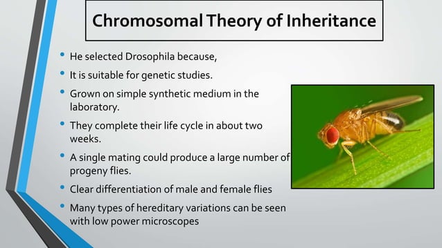 Principles of Inheritance & Variation .pptx | Gardening | Home & Garden