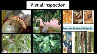 Principles of insect pest management | PPTX