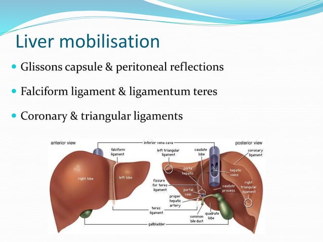 Principles of liver resection.pptx