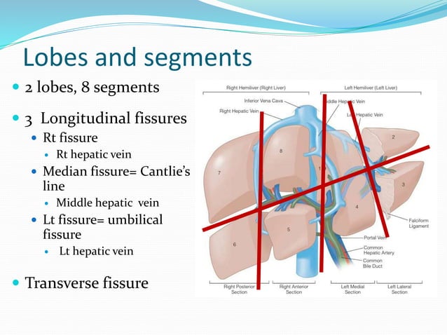 Principles of liver resection.pptx