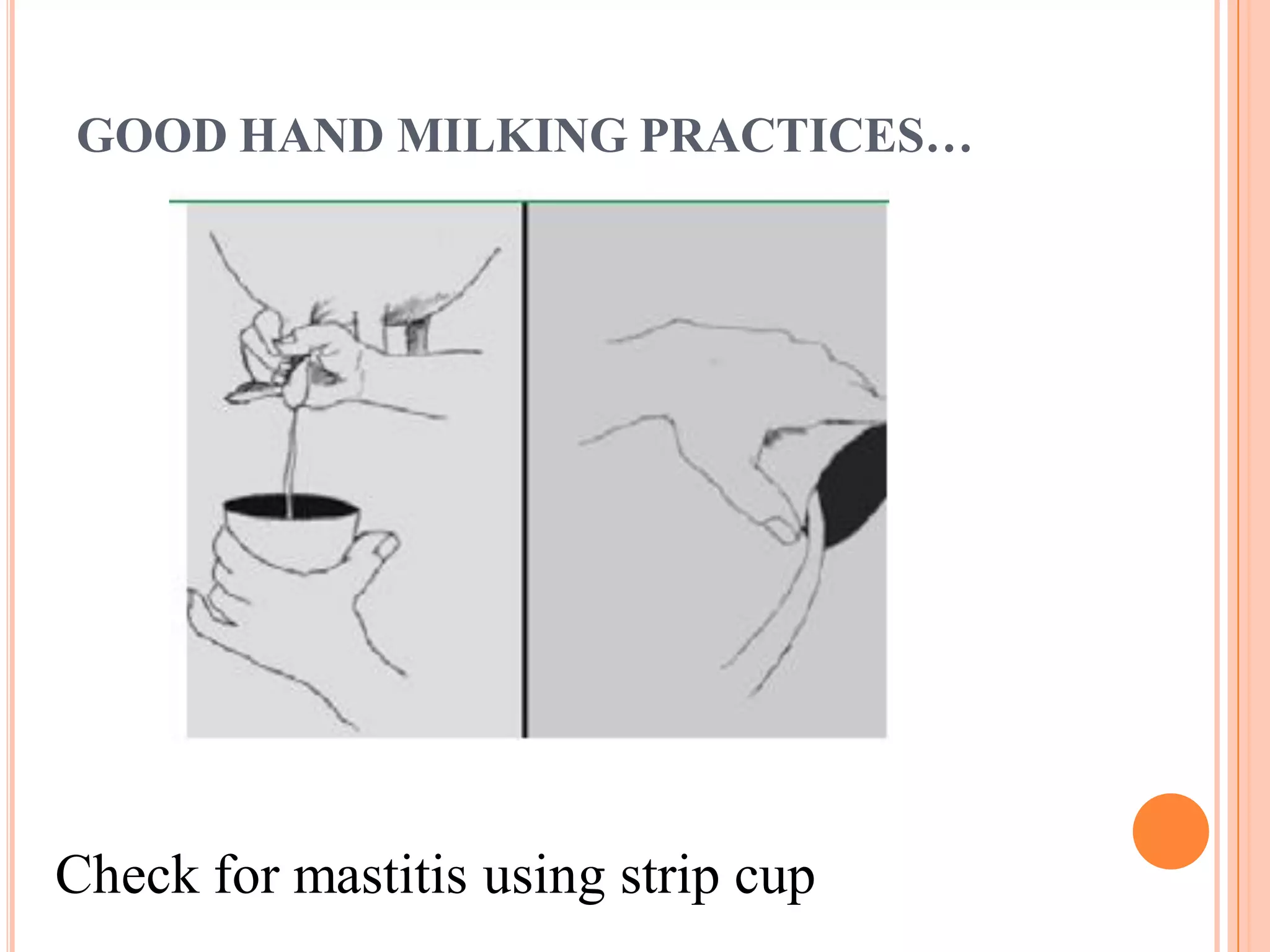 Principles of milking | PDF