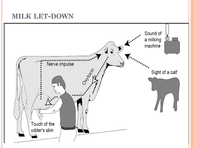 Principles of milking | PDF