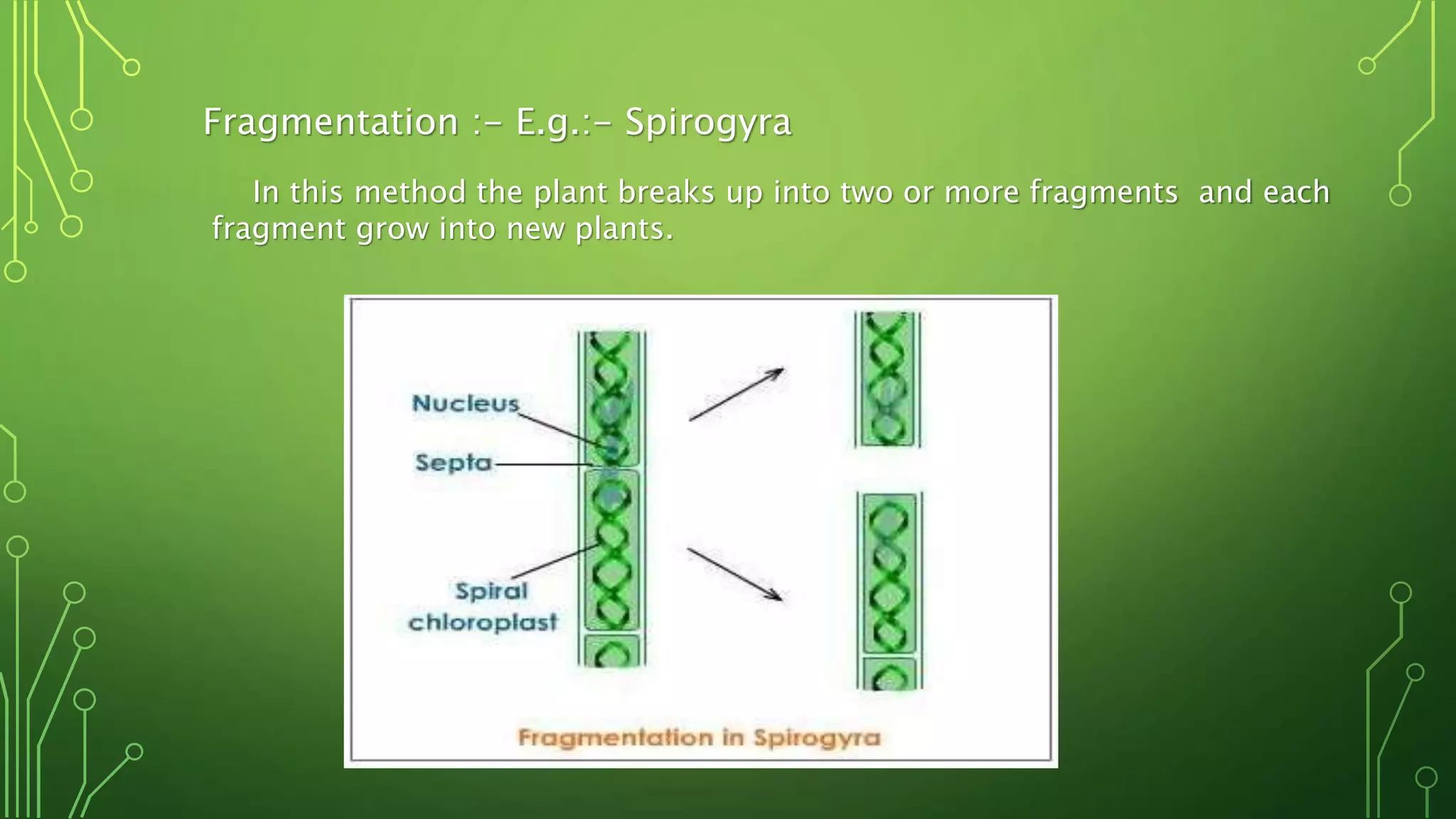 Principles of plant breeding. | PPTX