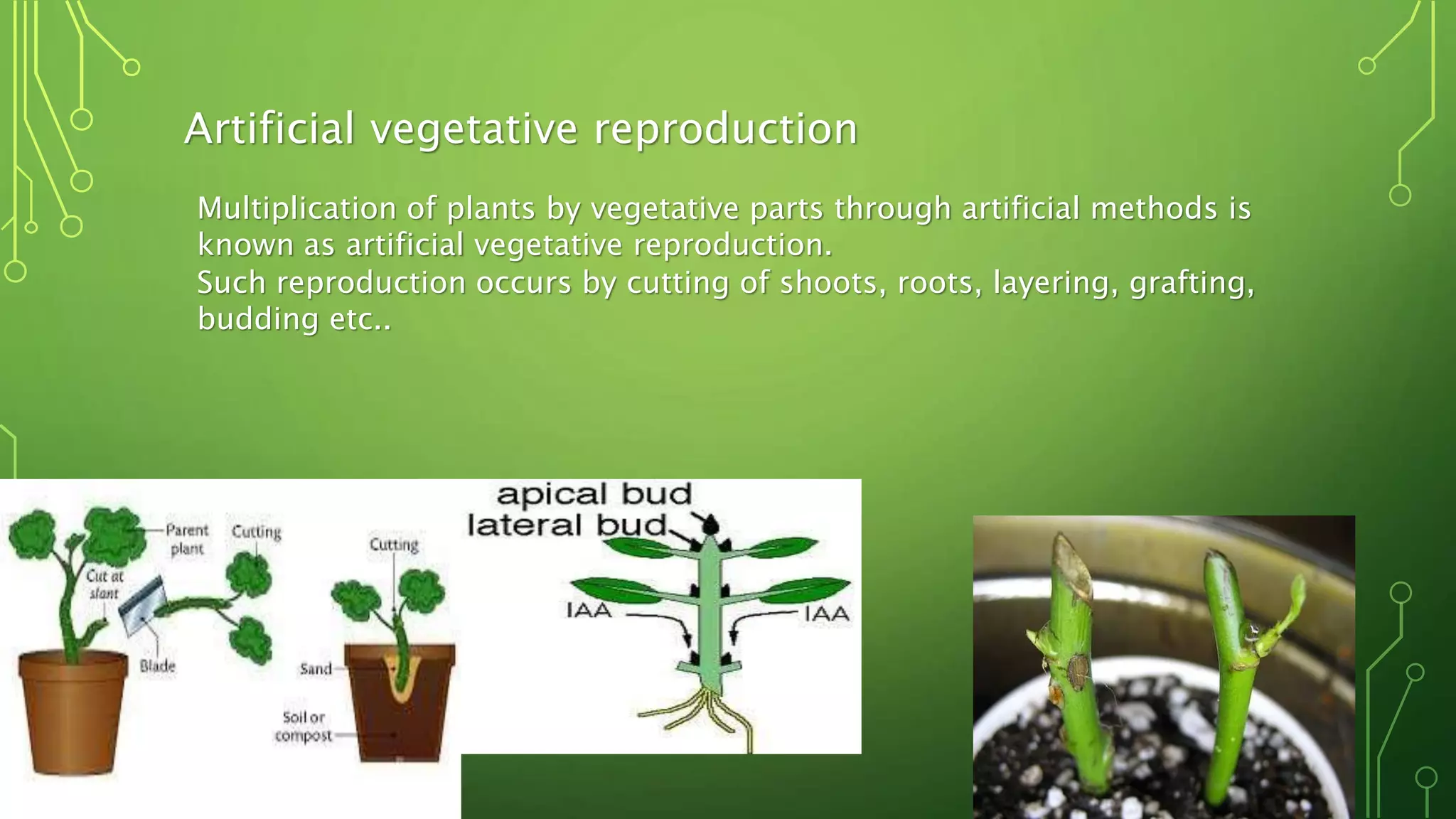 Principles of plant breeding. | PPTX