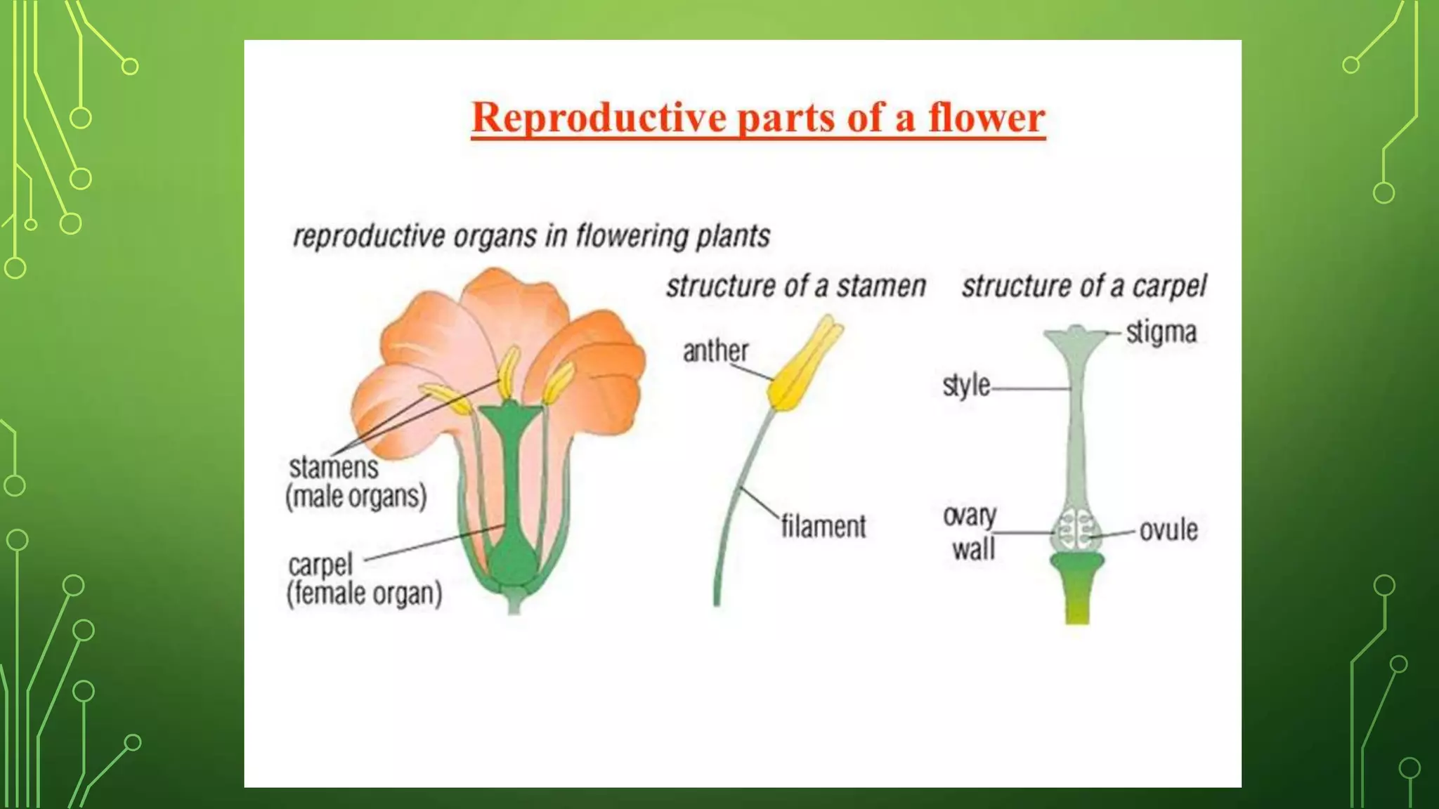 Principles of plant breeding. | PPTX