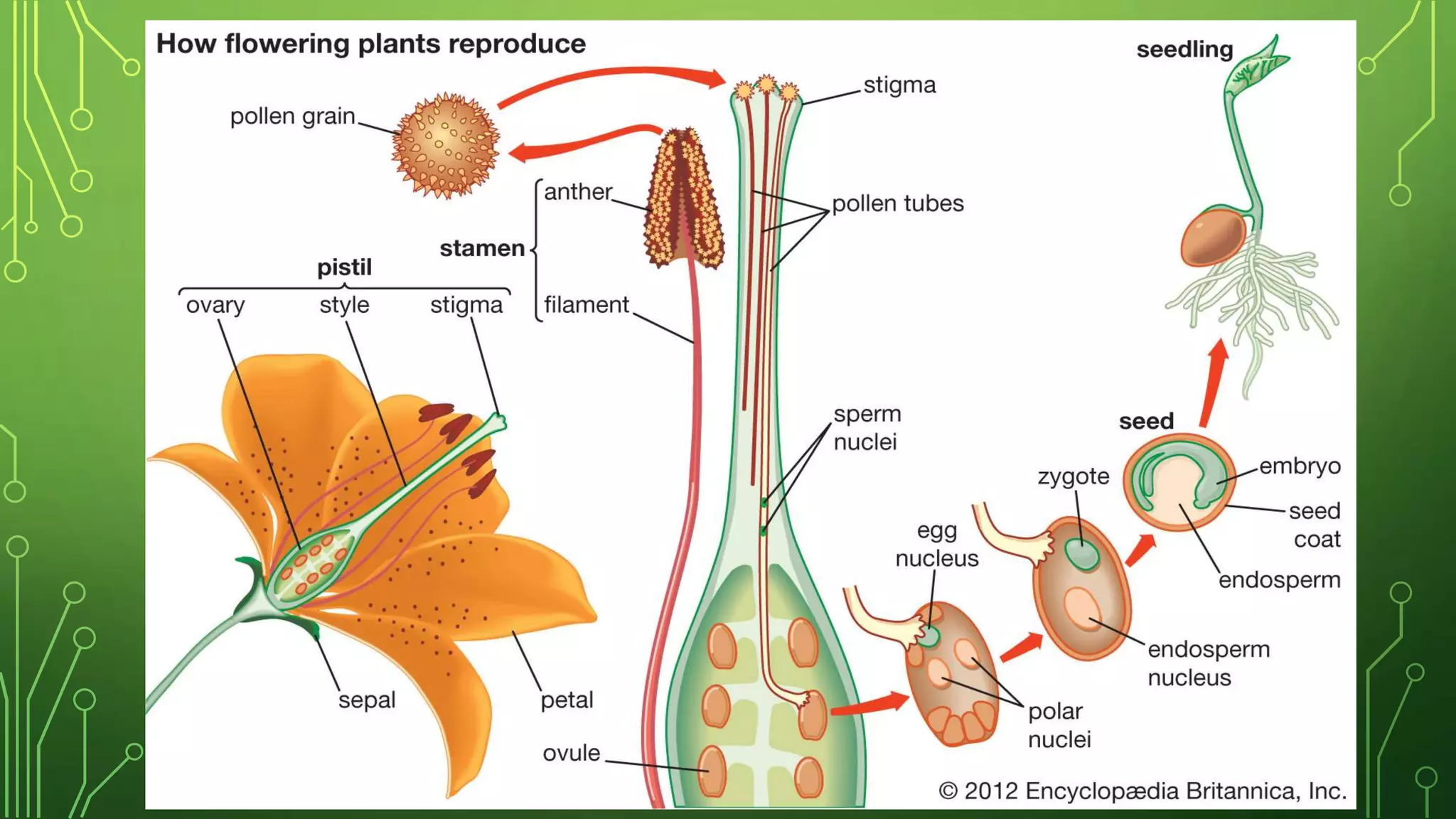 Principles of plant breeding. | PPTX