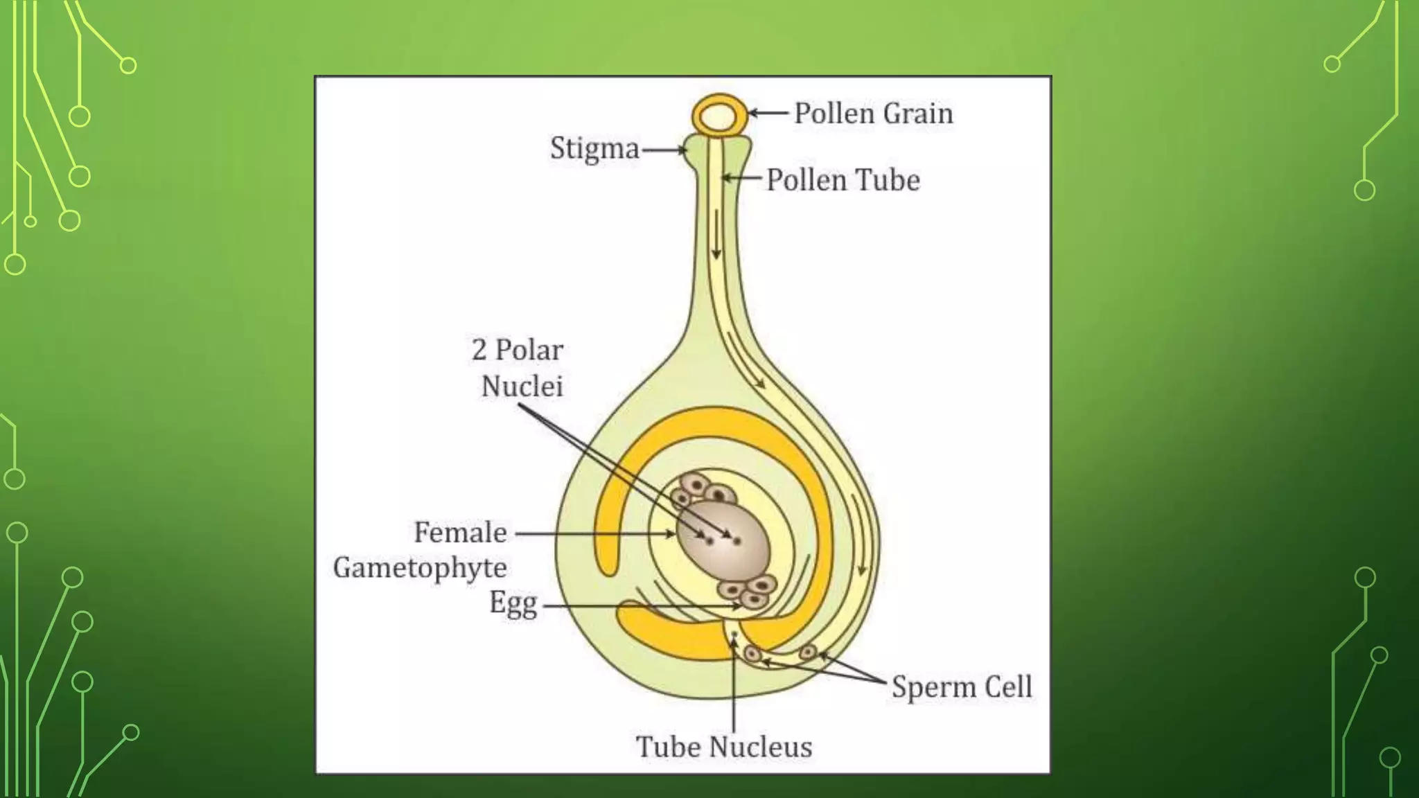 Principles of plant breeding. | PPTX