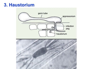 Principles of plant infection | PPT