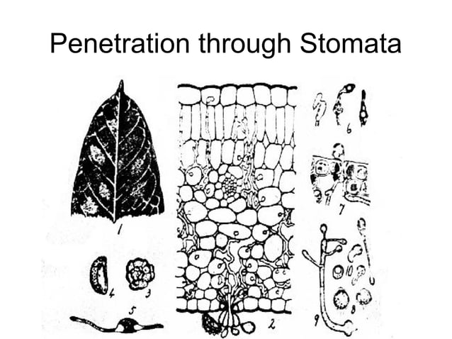 Principles of plant infection | PPT | Gardening | Home & Garden