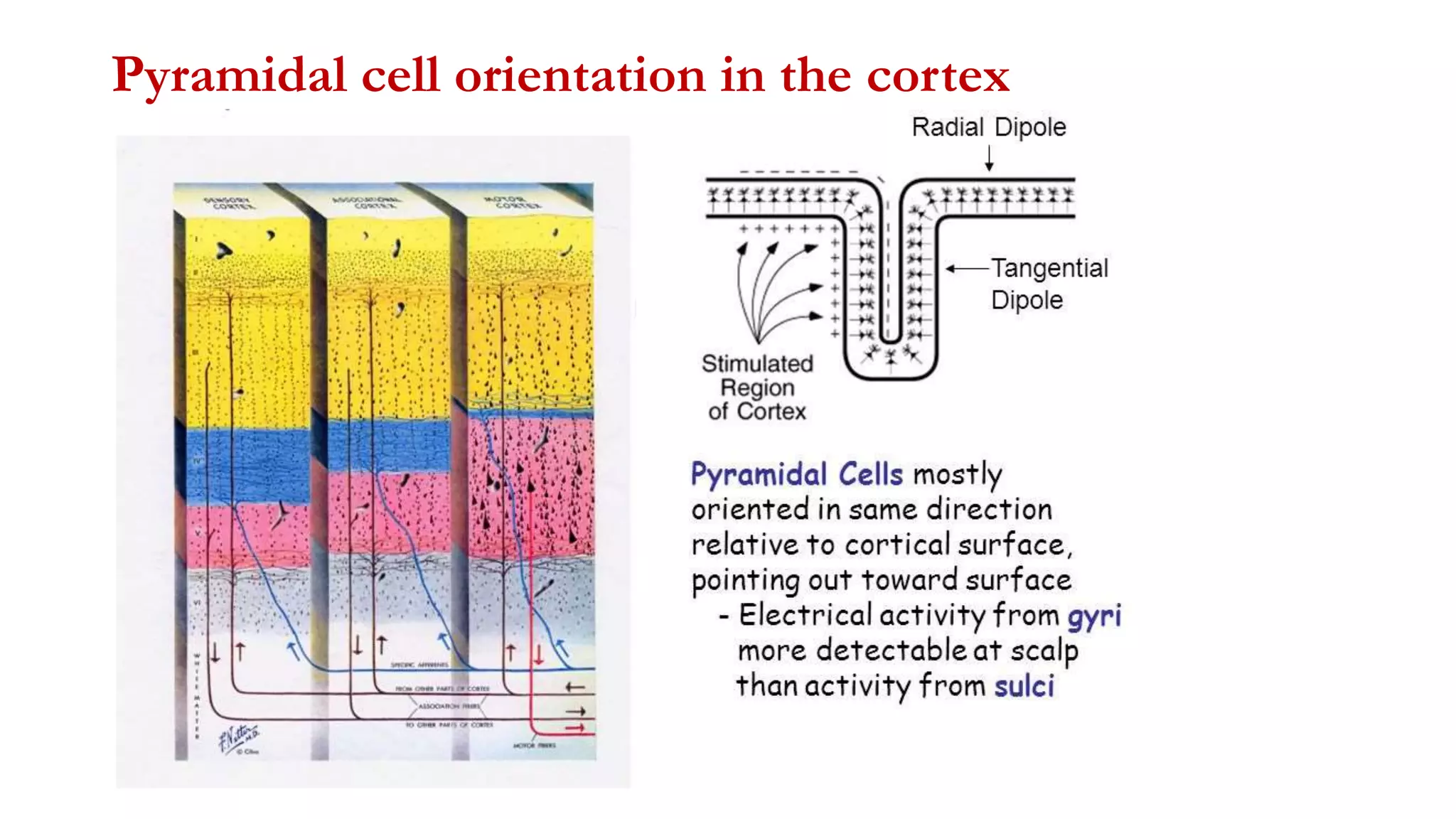 Principles of polarity in eeg | PPTX