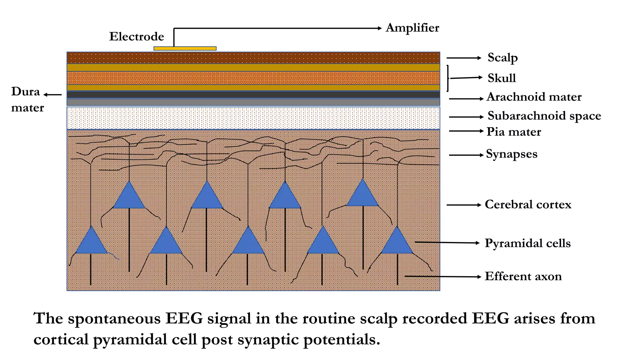 Principles of polarity in eeg | PPTX