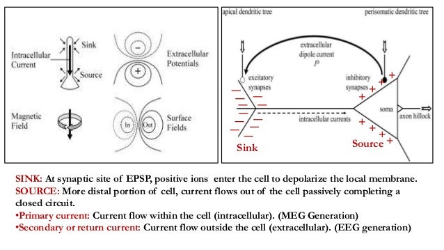 Principles of polarity in eeg