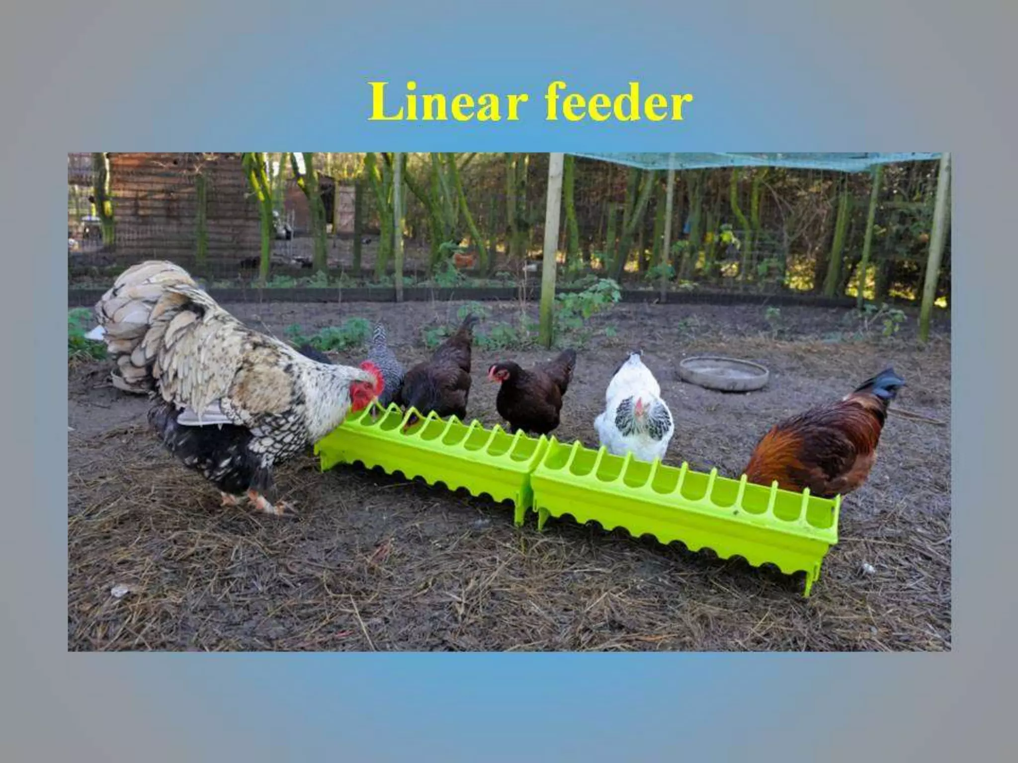 Principles of poultry | PPTX