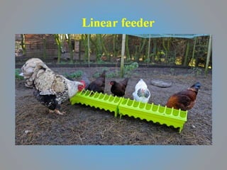 Principles of poultry | PPTX