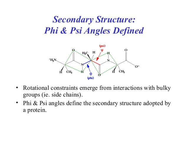 Principles of Protein Structure