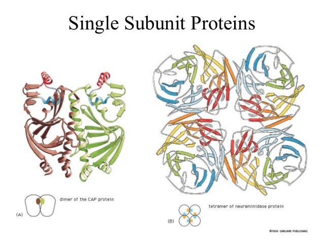 Principles of Protein Structure