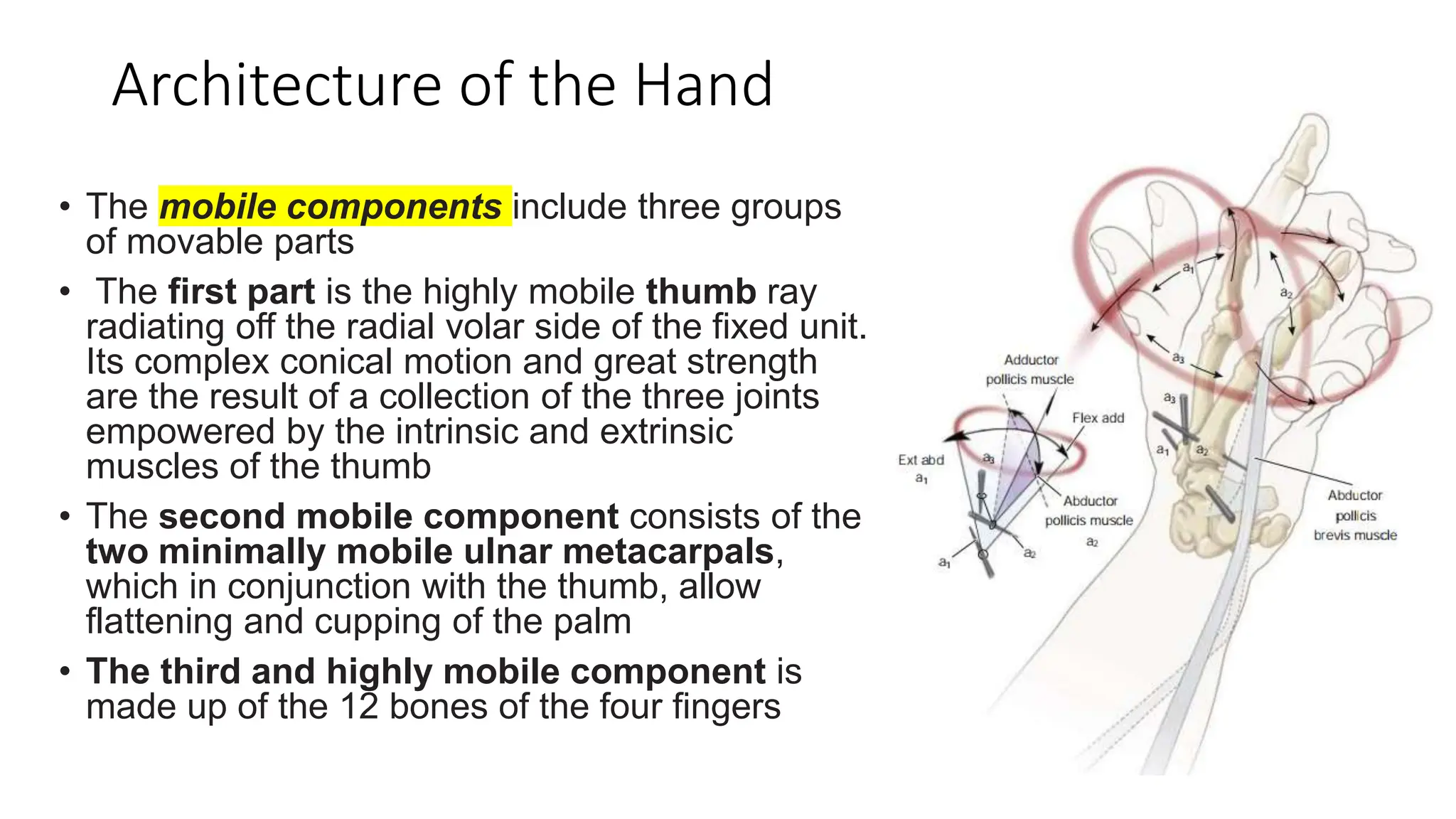 Principles of Reconstructions of Pediatric Hand.pptx