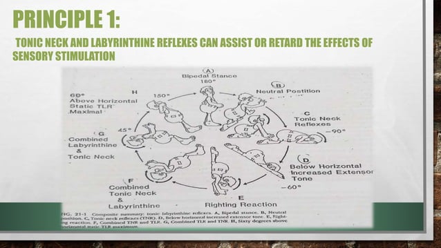 Principles of Roods Approach!!!!!!!.pptx | Physical Therapy | Wellness