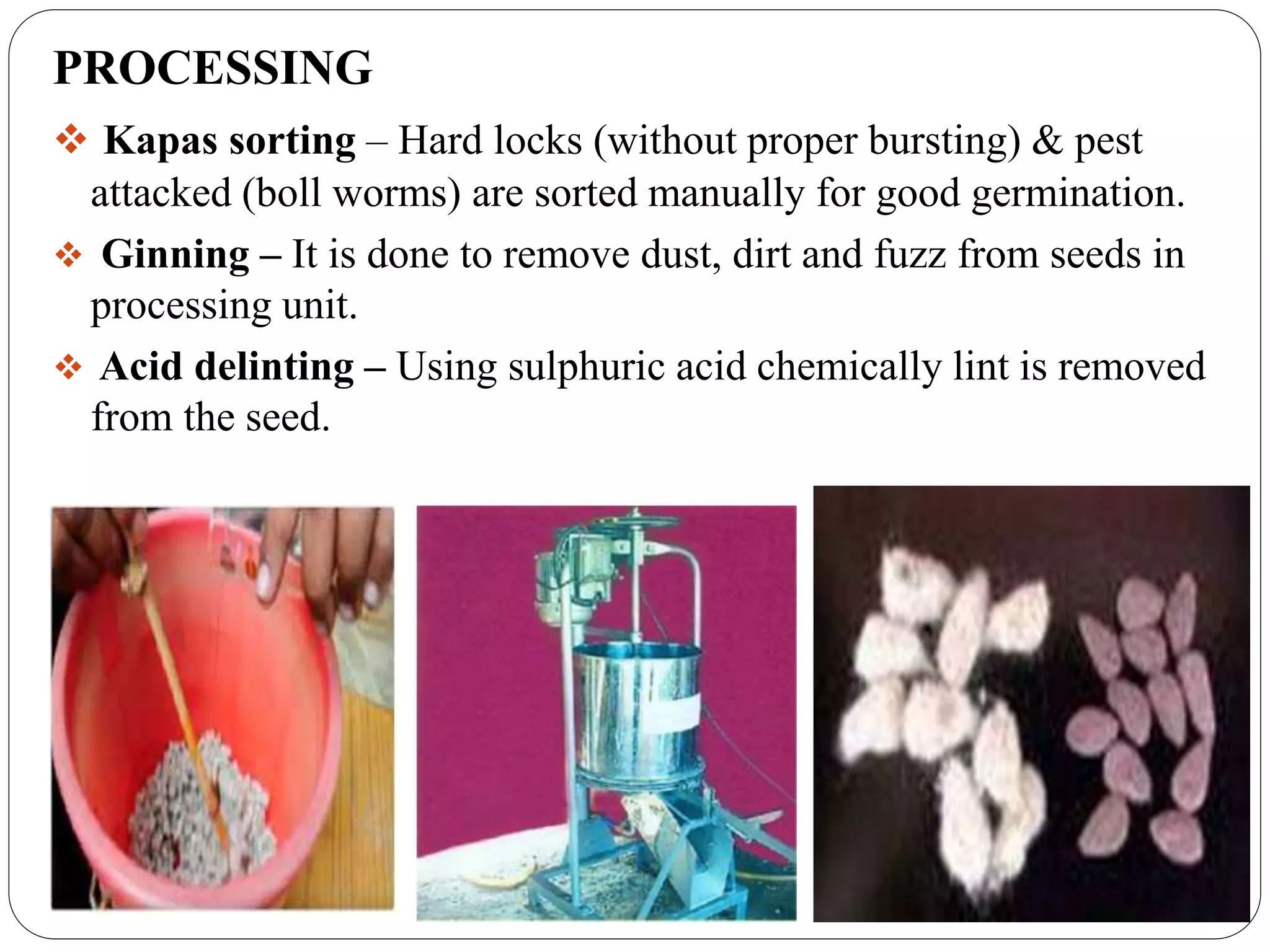 Cotton seed production in hybrids & varieties | PPTX