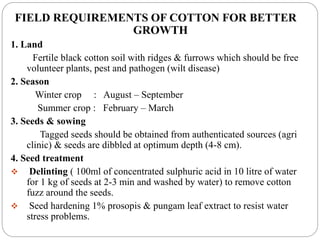 Cotton seed production in hybrids & varieties | PPTX