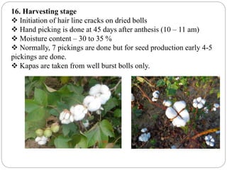 Cotton seed production in hybrids & varieties | PPTX