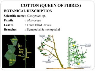 Cotton seed production in hybrids & varieties | PPTX