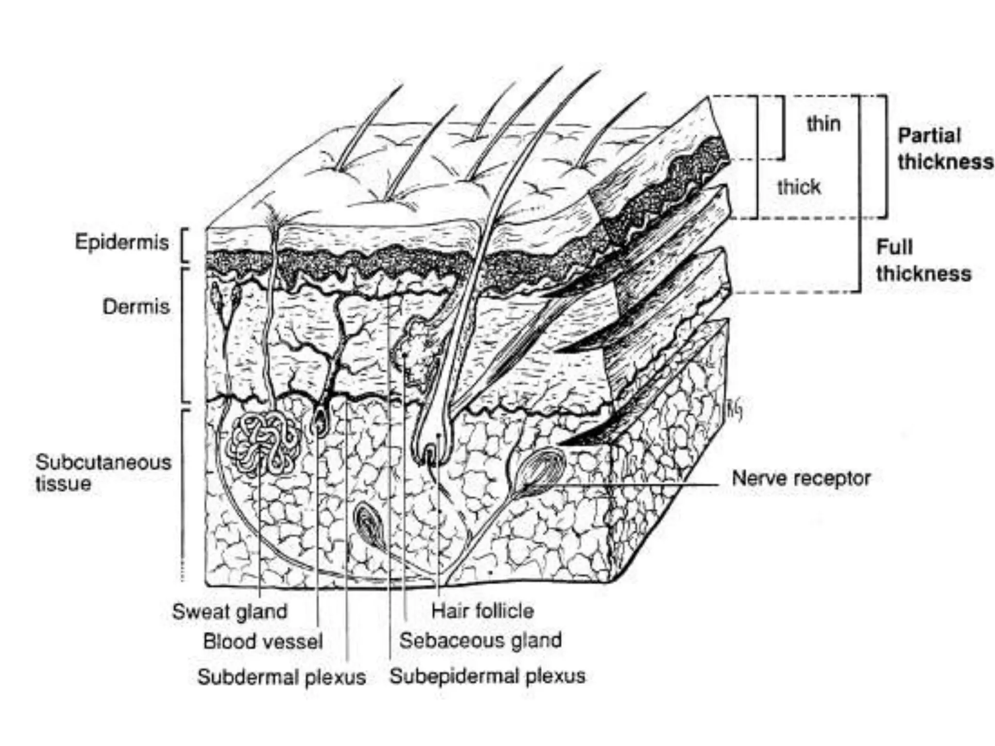 PRINCIPLES of SKIN GRAFT and FLAP.ppt