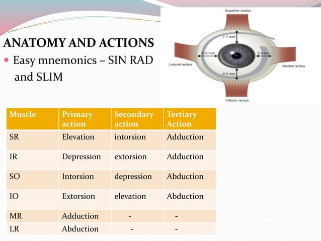 Principles of strabismus surgery | PPTX