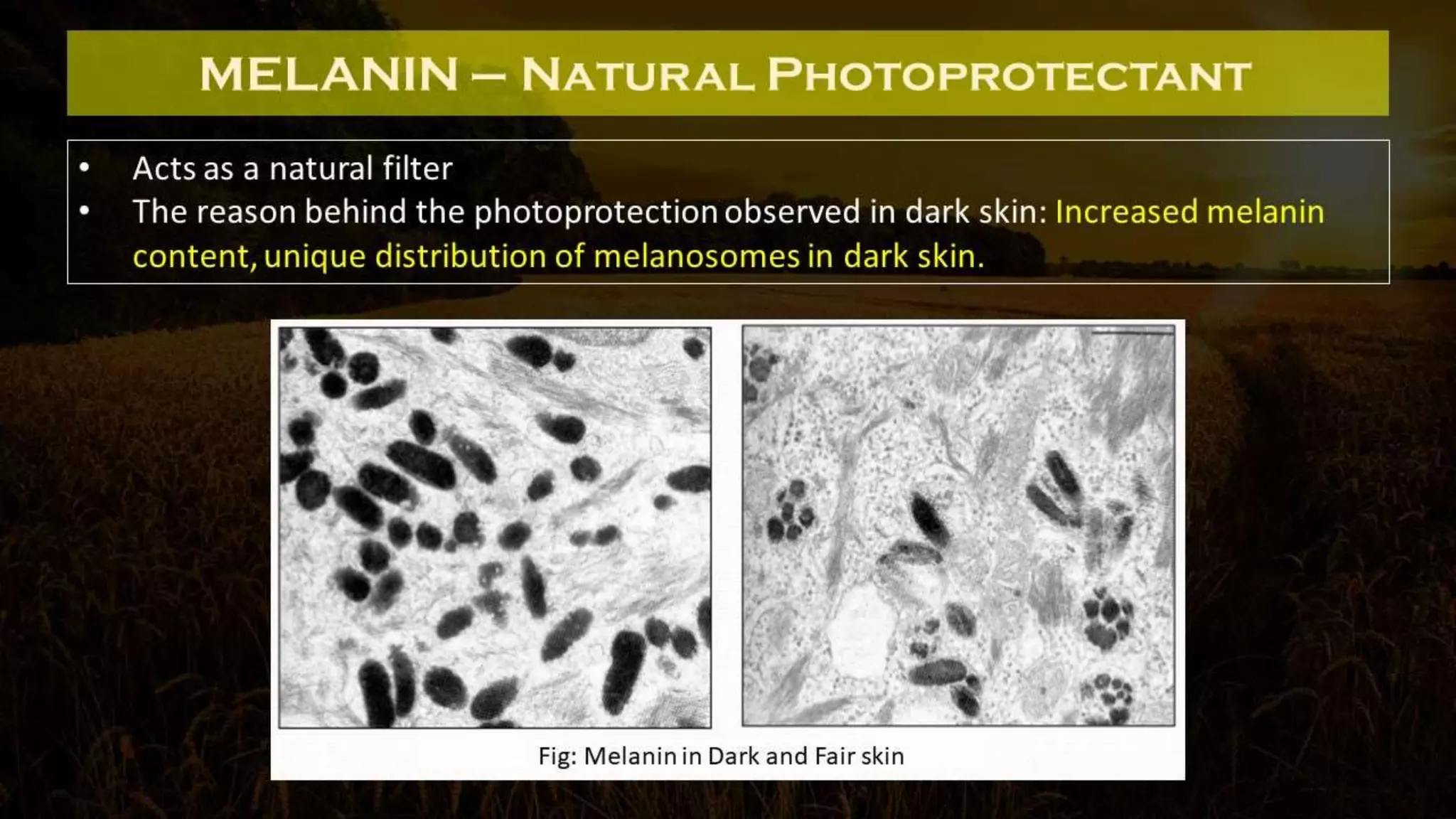 PRINCIPLES OF SUN PROTECTION - Classification and Formulations of ...