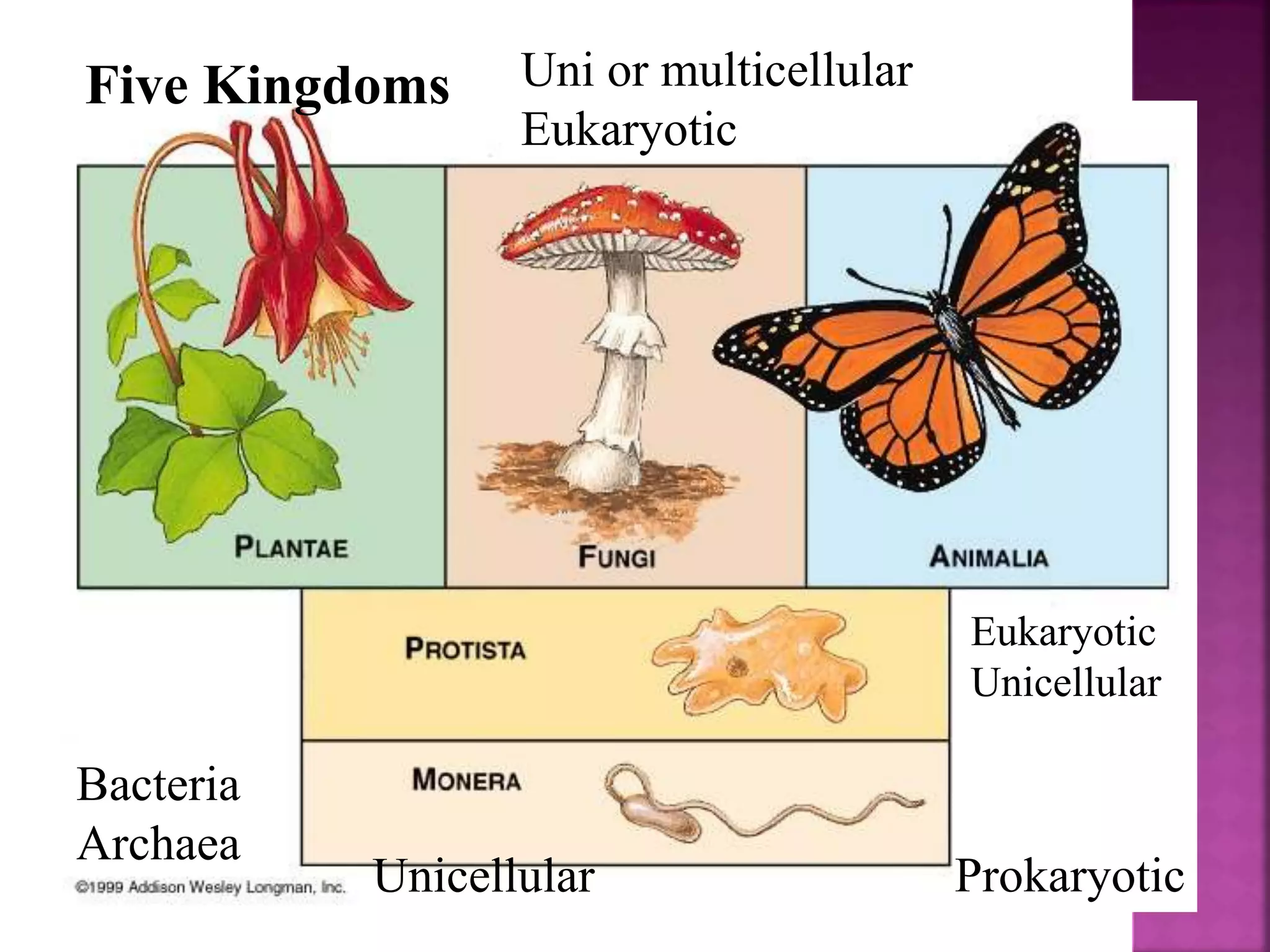 Principles of taxonomy | PPTX
