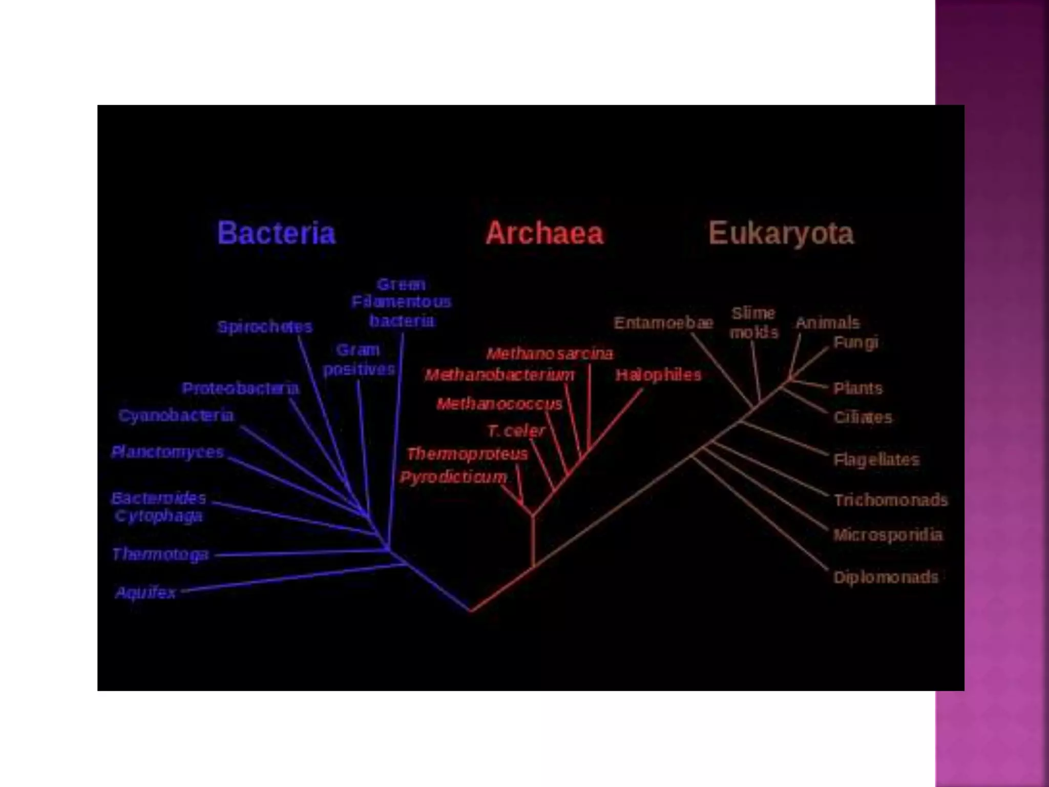 Principles of taxonomy | PPTX